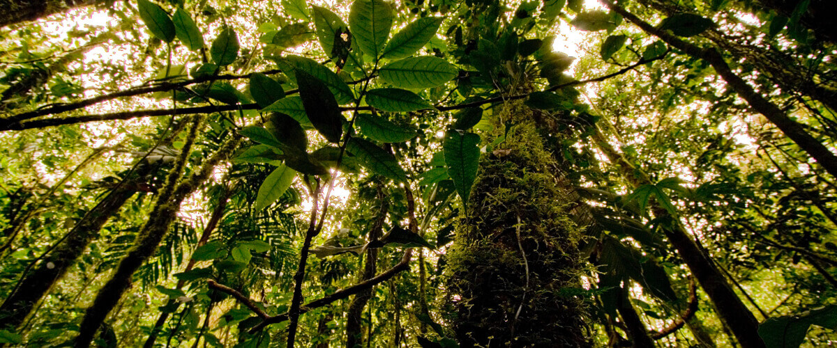 Conservation Internacional Colombia
